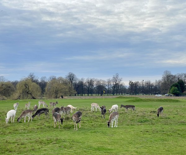 Hampton Court Palace Golf Club